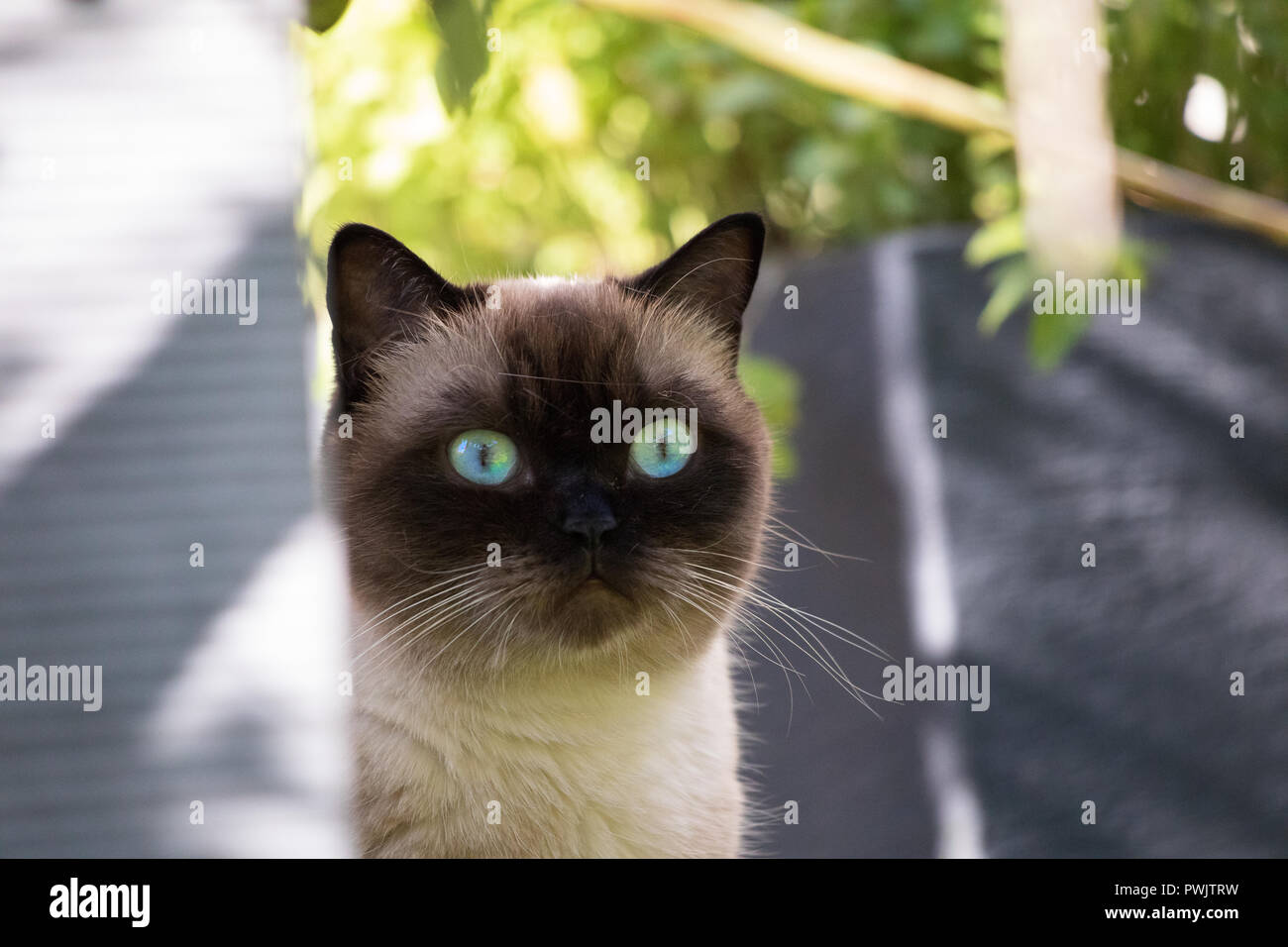 Siam Cat Portrait with blue eyes close up Stock Photo - Alamy