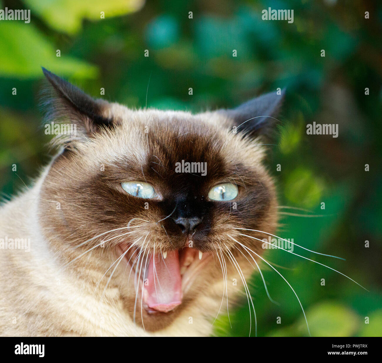 Siam Cat Portrait with blue eyes close up Stock Photo - Alamy