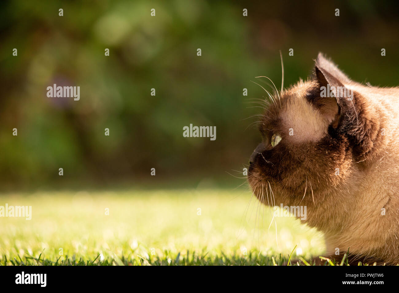 Siam Cat Portrait with blue eyes close up Stock Photo - Alamy