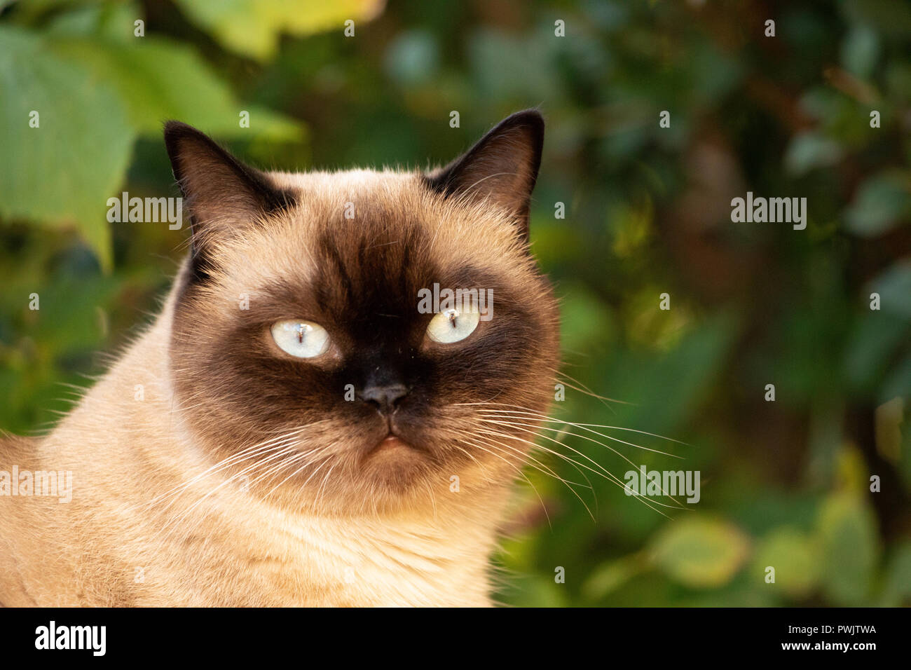 Siam Cat Portrait with blue eyes close up Stock Photo - Alamy