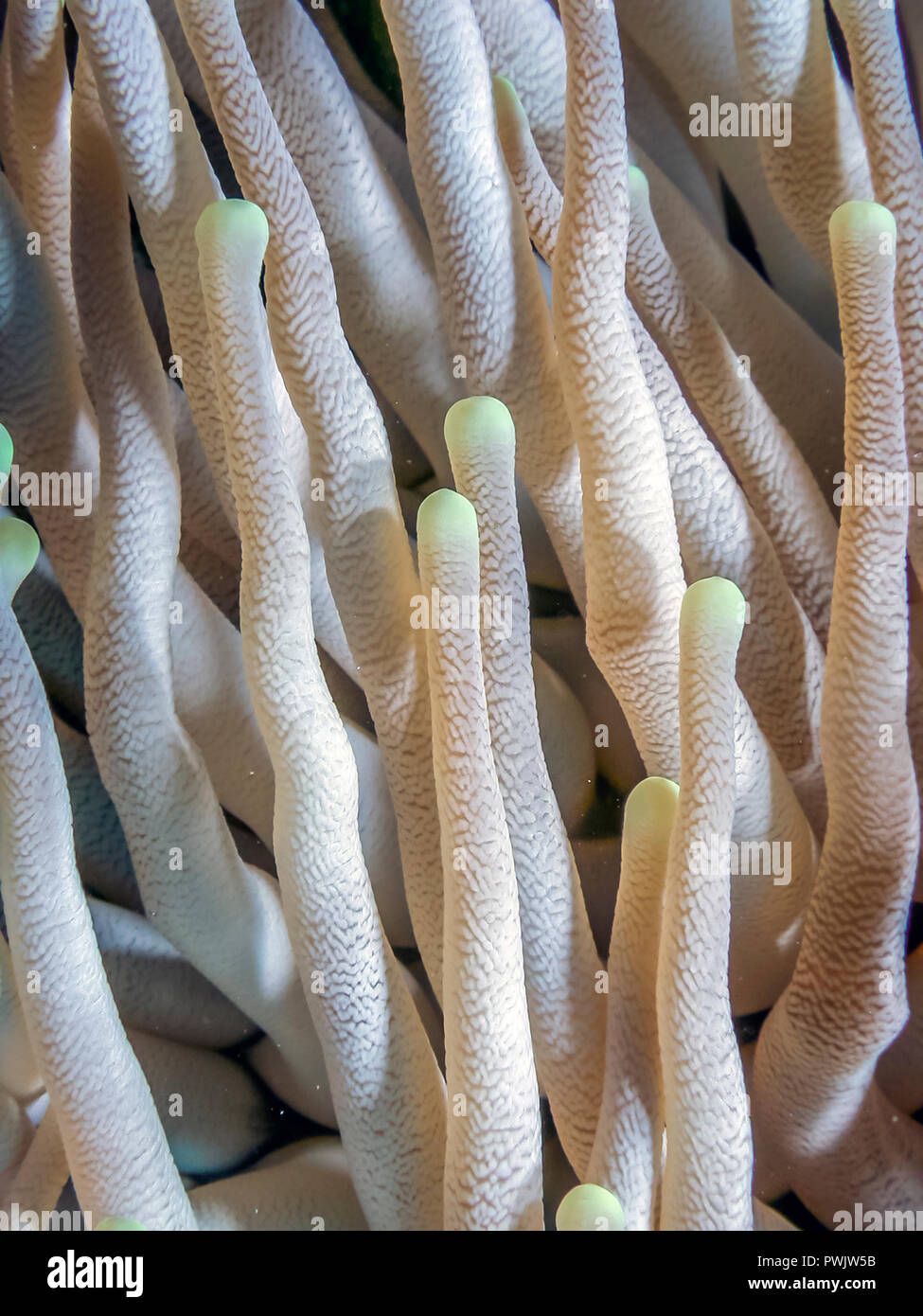 Condylactis Anemone Condylactis gigantea, also known as the Giant ...