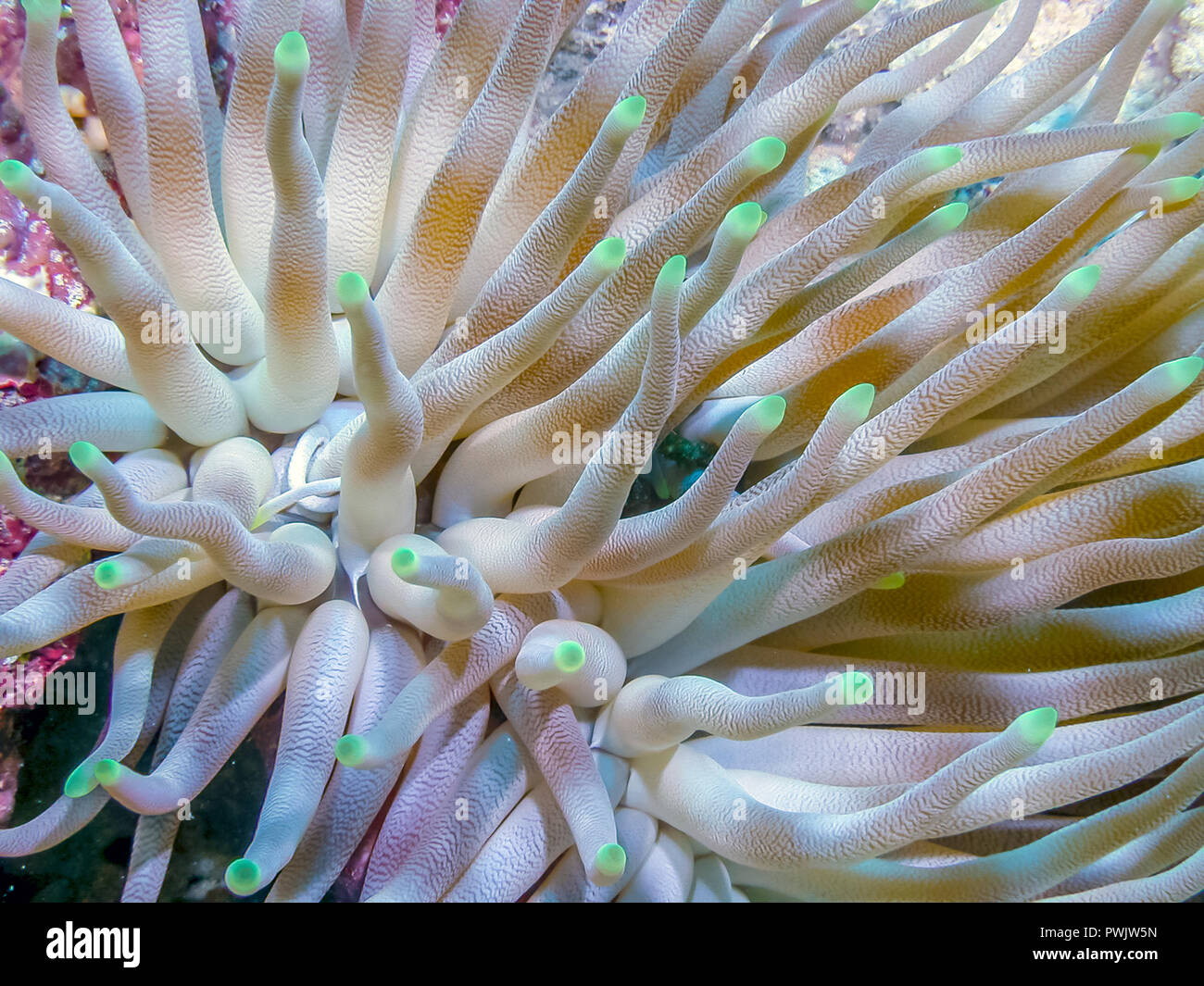 Condylactis Anemone Condylactis gigantea, also known as the Giant ...