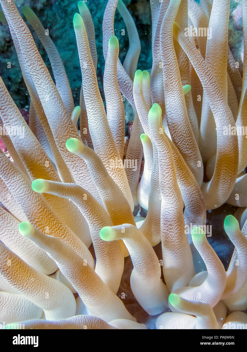 Condylactis Anemone Condylactis gigantea, also known as the Giant ...