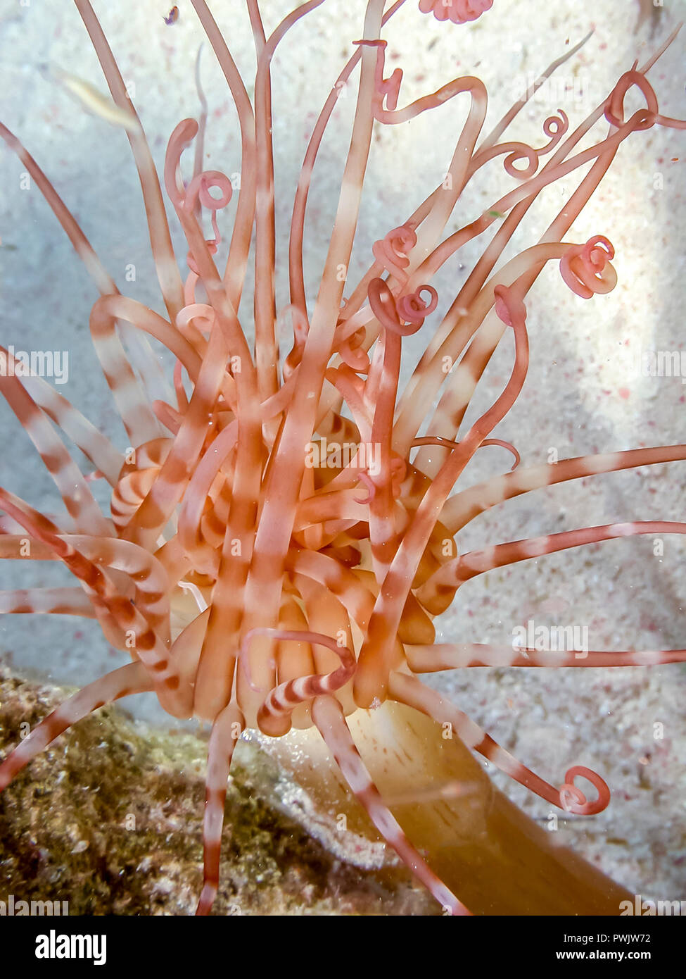 Tube-dwelling anemones or ceriantharians off coast of Turk and Caios ...