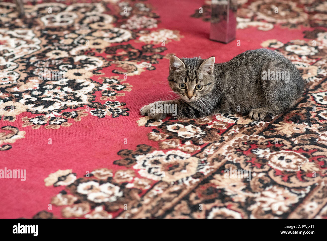 Gray kitty caught a little gray mouse, at home on the carpet Stock ... Gray kitty caught a little gray mouse, at home on the carpet Stock ...