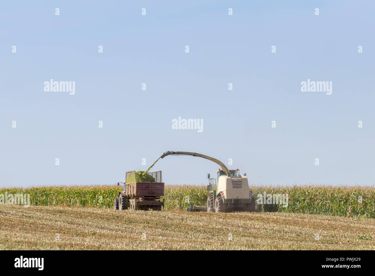 Combine harvester cutting silage and filling trailer in field ...