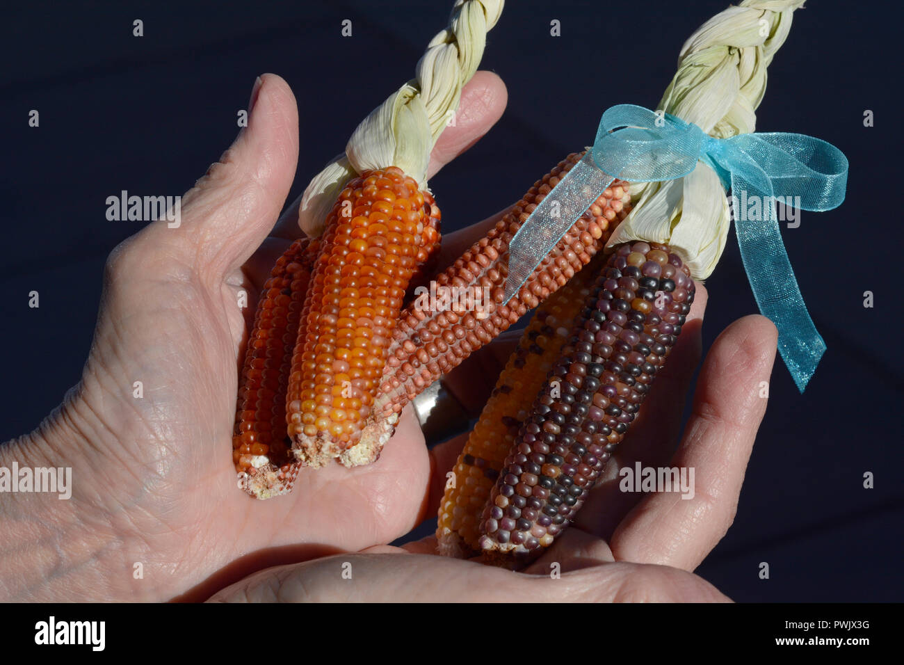 Decorative Indian corn, or ornamental corn, for sale at a farmers ...