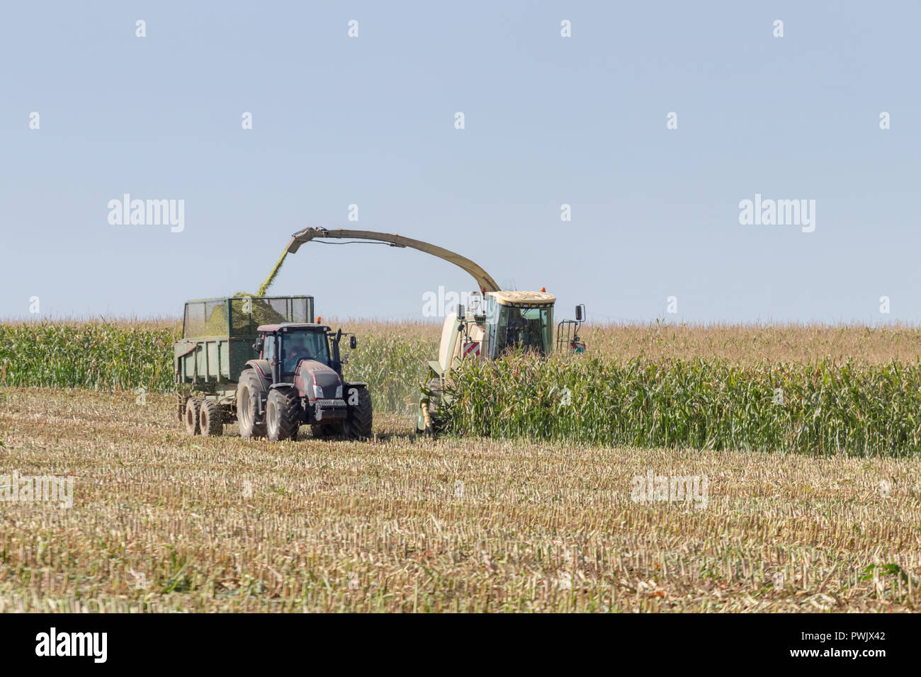 Combine harvester cutting silage and filling trailer in field ...