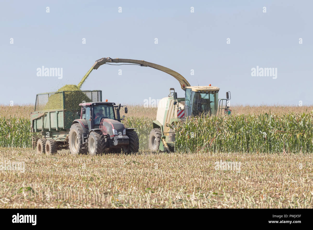 Combine harvester cutting silage and filling trailer in field ...
