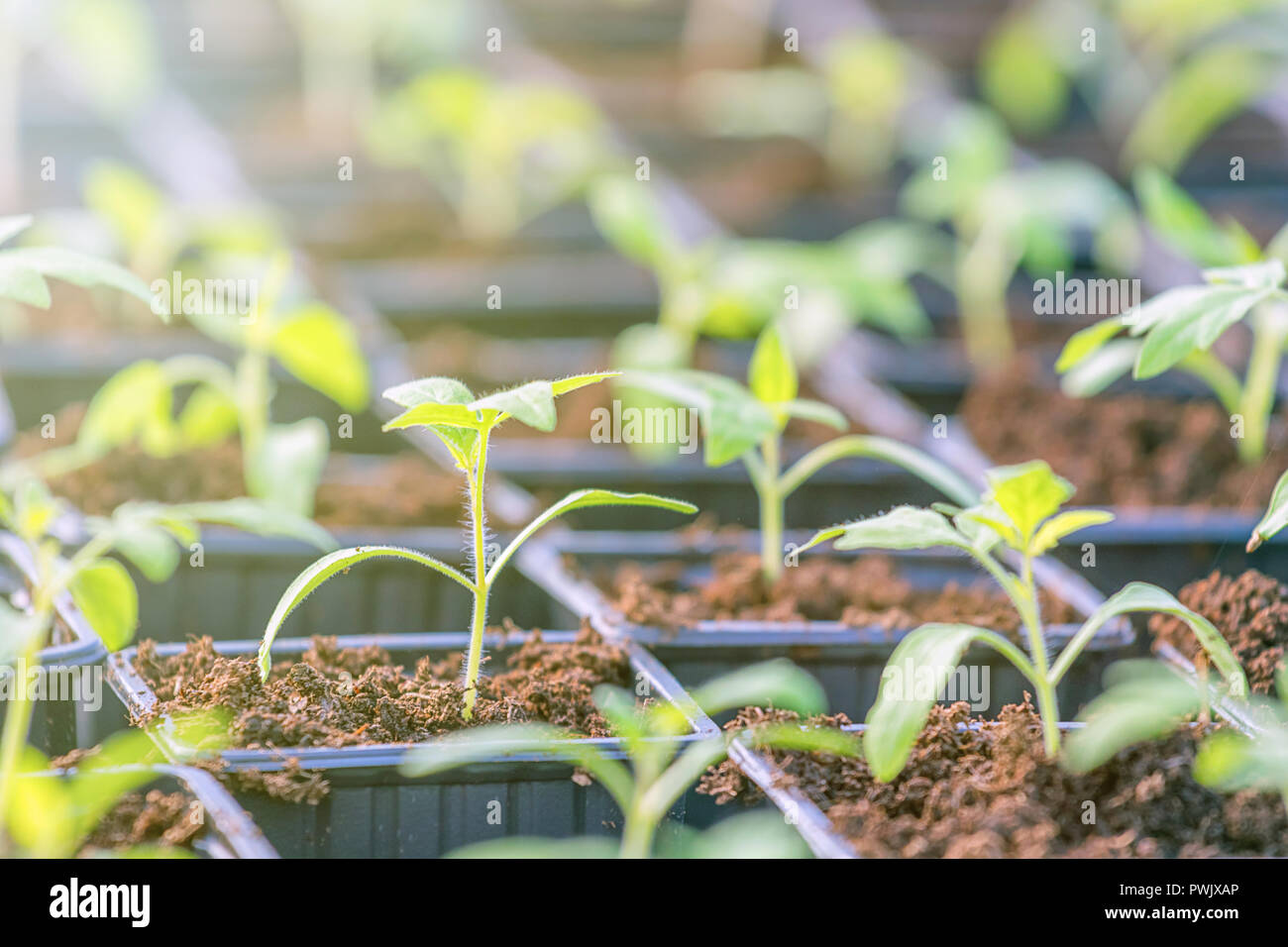 Potted seedlings growing in a plant nursery Stock Photo - Alamy