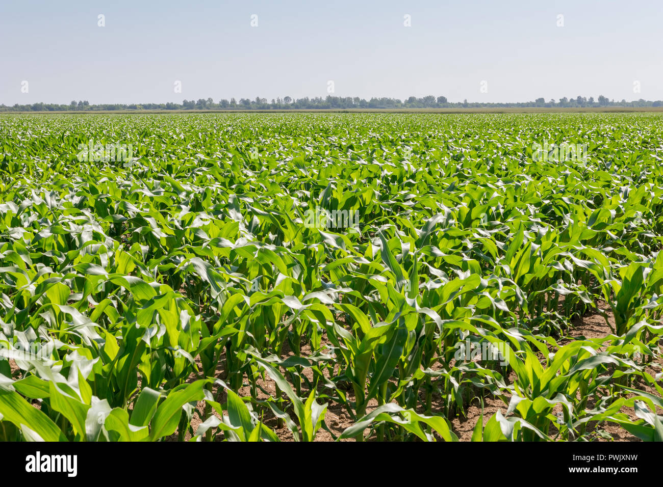 Green Corn Field. Green corn growing on the field, blue sky and sun ...