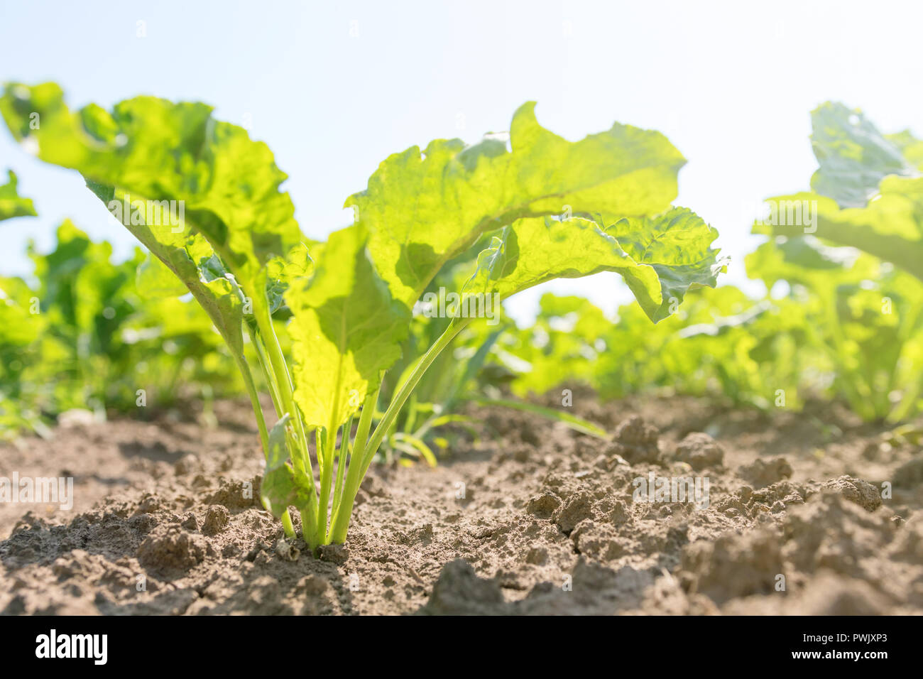 Field of the red beetroot. Young green beetroot plants Stock Photo - Alamy