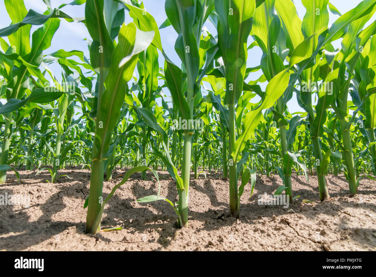 Green corn growing on the field. Green Corn Plants Stock Photo - Alamy