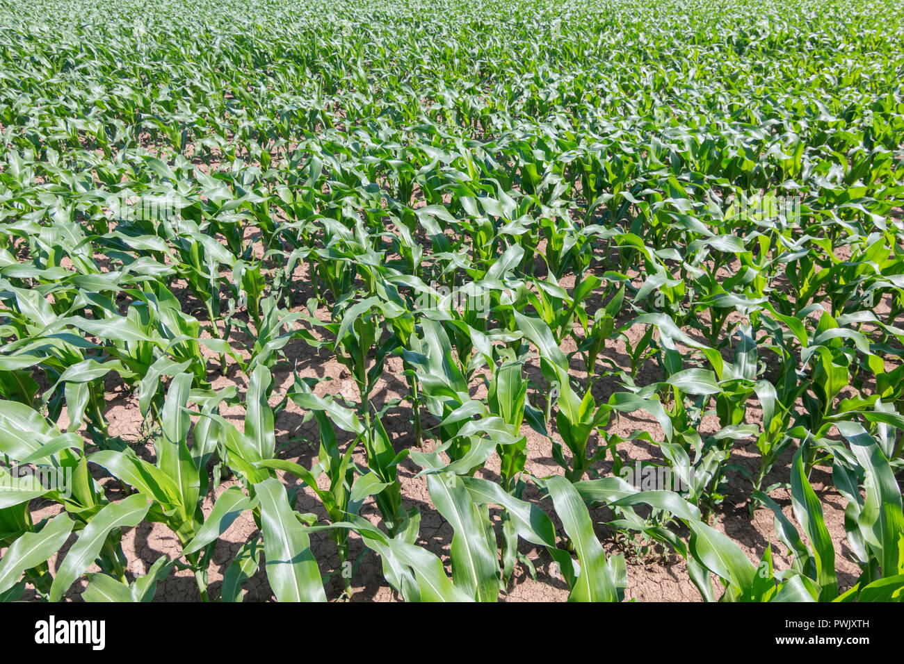 Green Corn Field. Green corn growing on the field, blue sky and sun ...