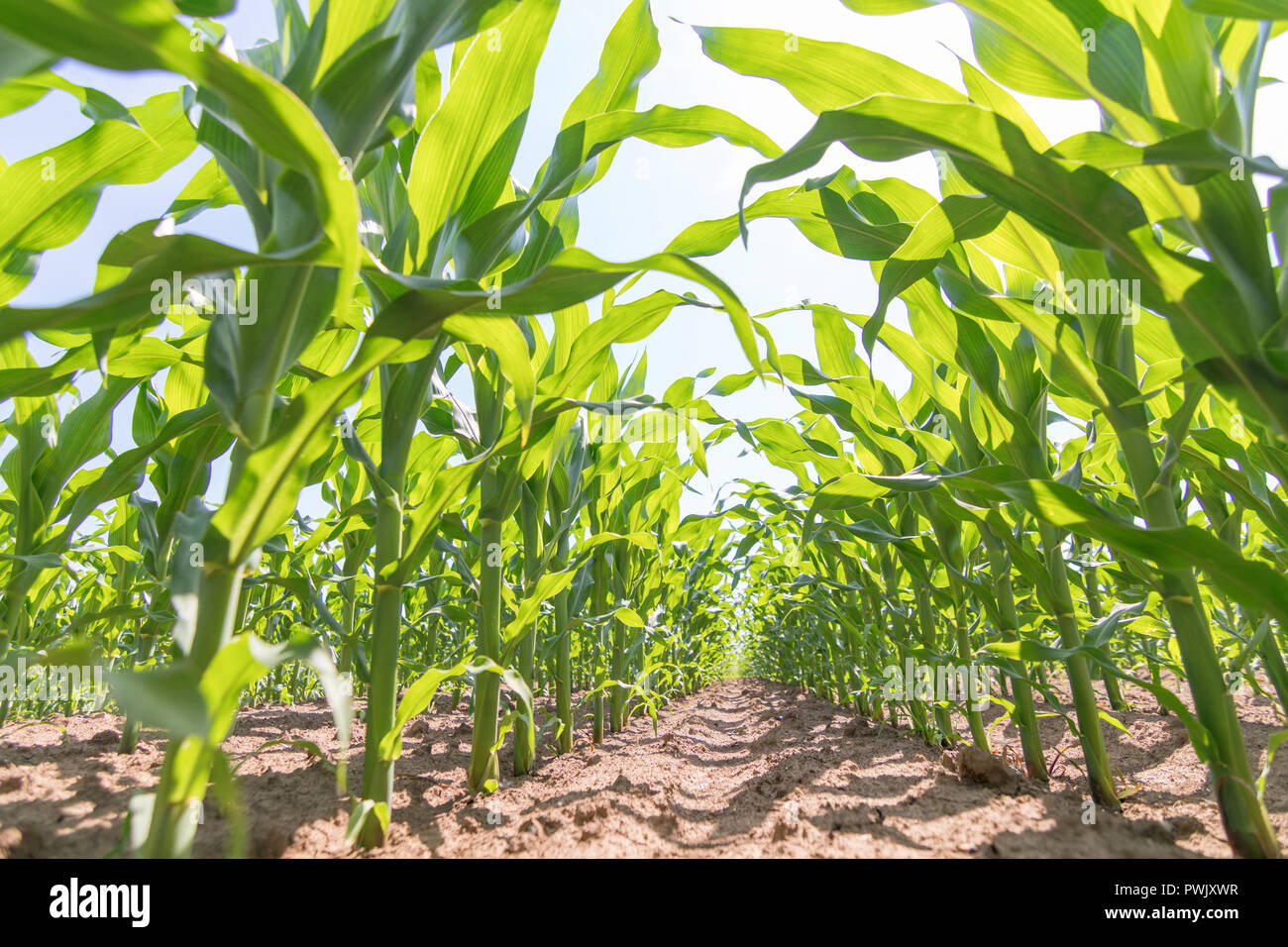 Green corn growing on the field. Green Corn Plants Stock Photo - Alamy