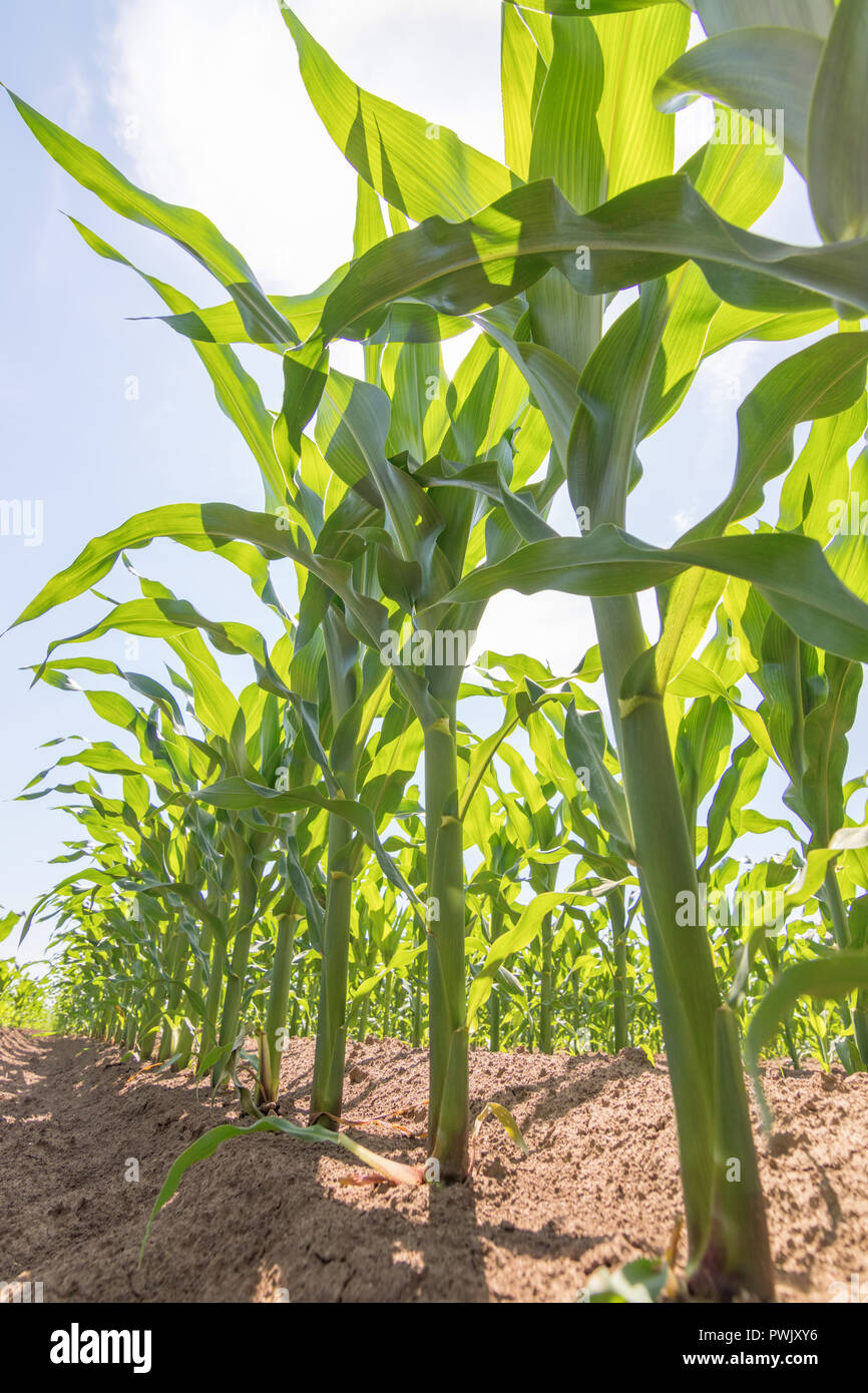Green corn growing on the field. Green Corn Plants Stock Photo - Alamy