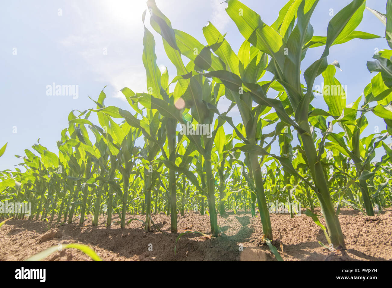 Green corn growing on the field. Green Corn Plants Stock Photo - Alamy