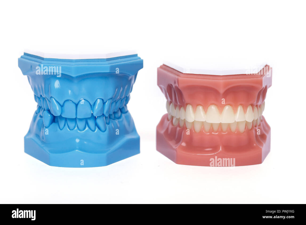 Orthodontic Models used in dental surgery for demonstration and ...
