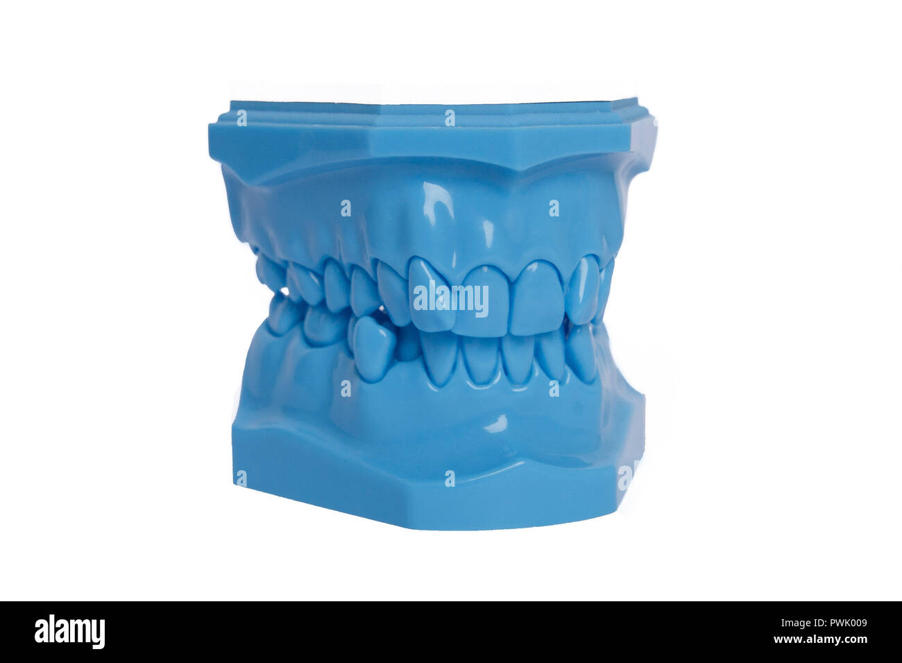 Blue teeth models Cut Out Stock Images & Pictures - Alamy