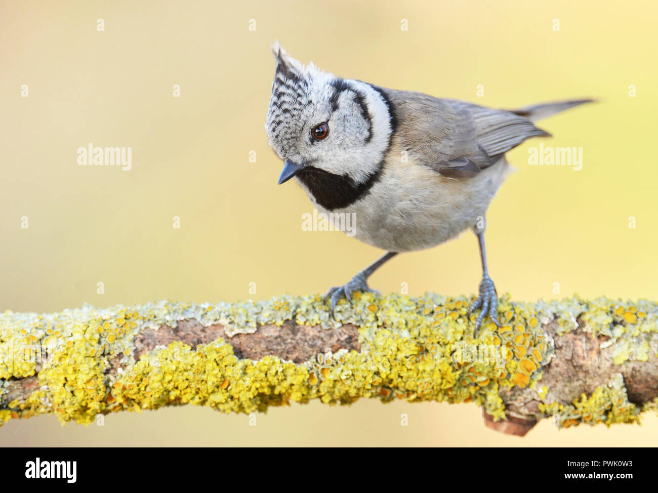 Crested tit (Lophophanes cristatus Stock Photo - Alamy