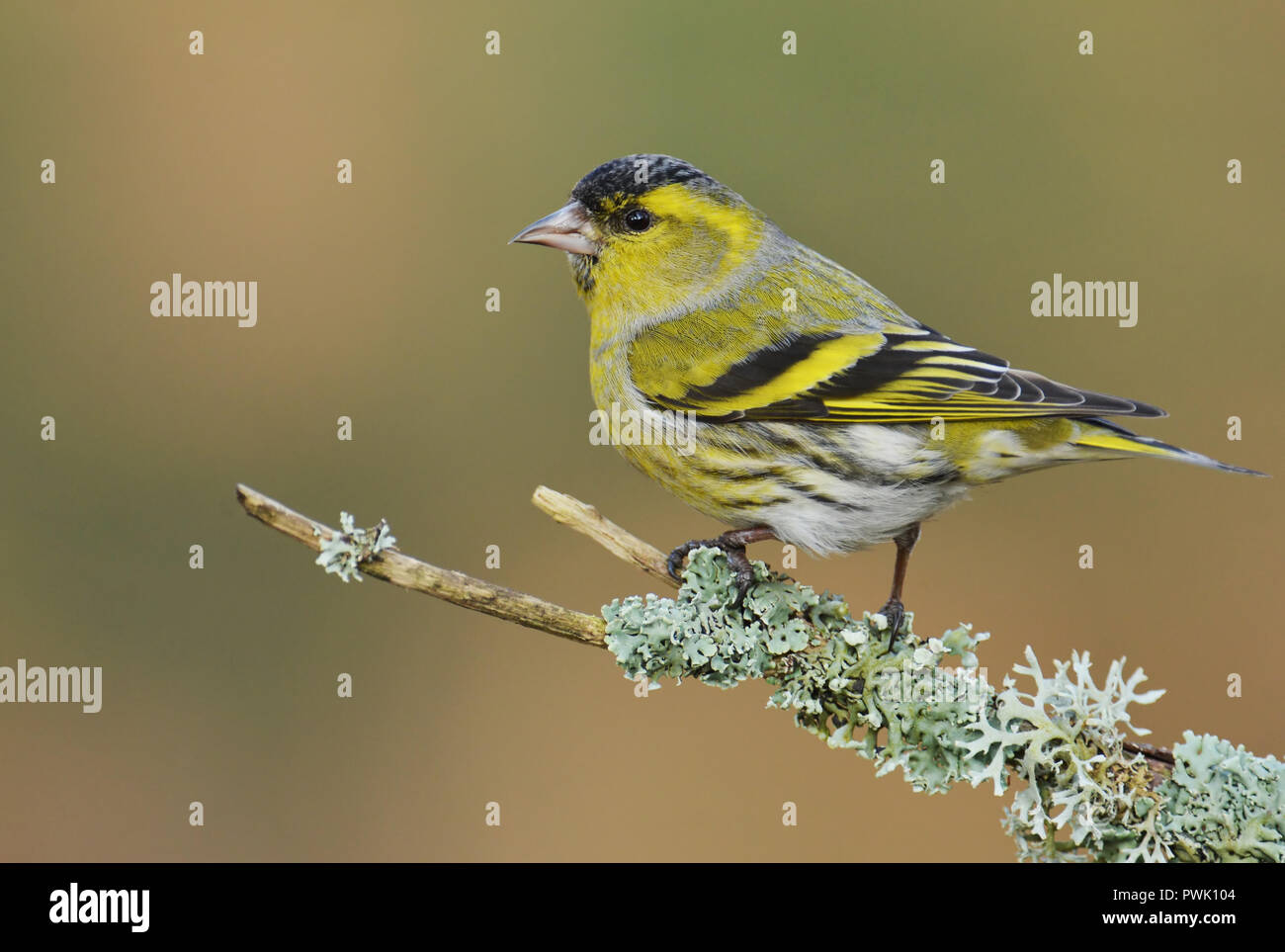 Spinus spinus hi-res stock photography and images - Alamy