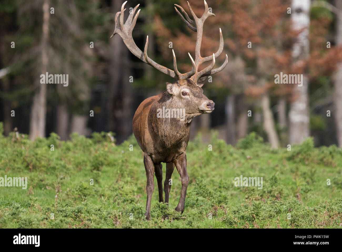 red deer in rut Stock Photo - Alamy