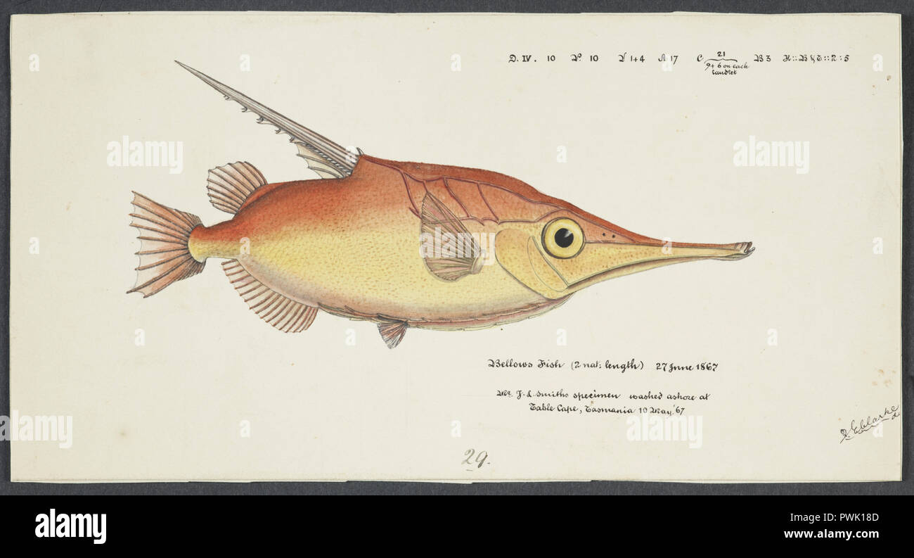 Snipefish hi-res stock photography and images - Alamy