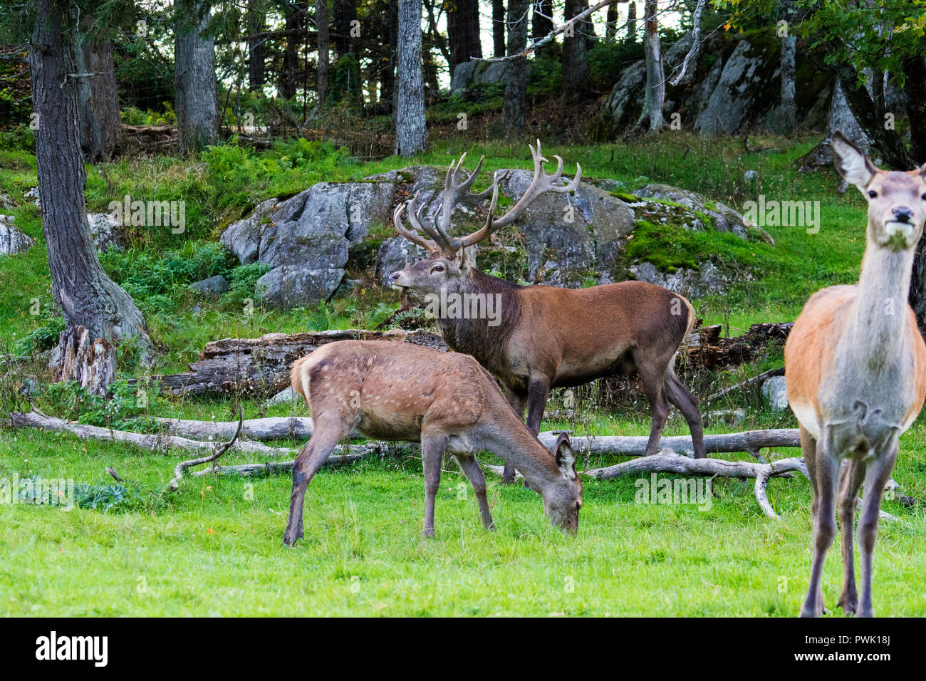 red deer in rut Stock Photo - Alamy
