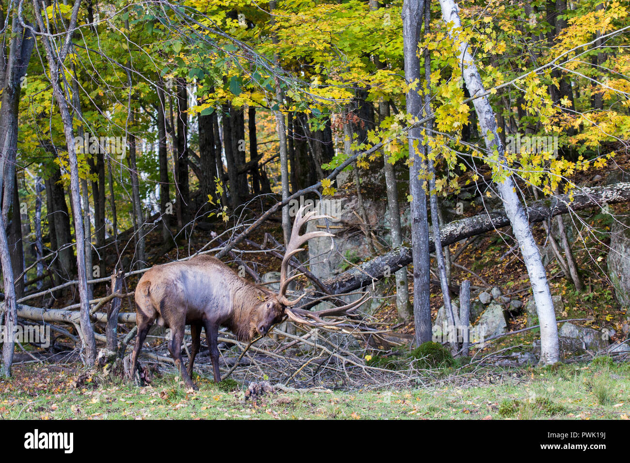 red deer in rut Stock Photo - Alamy