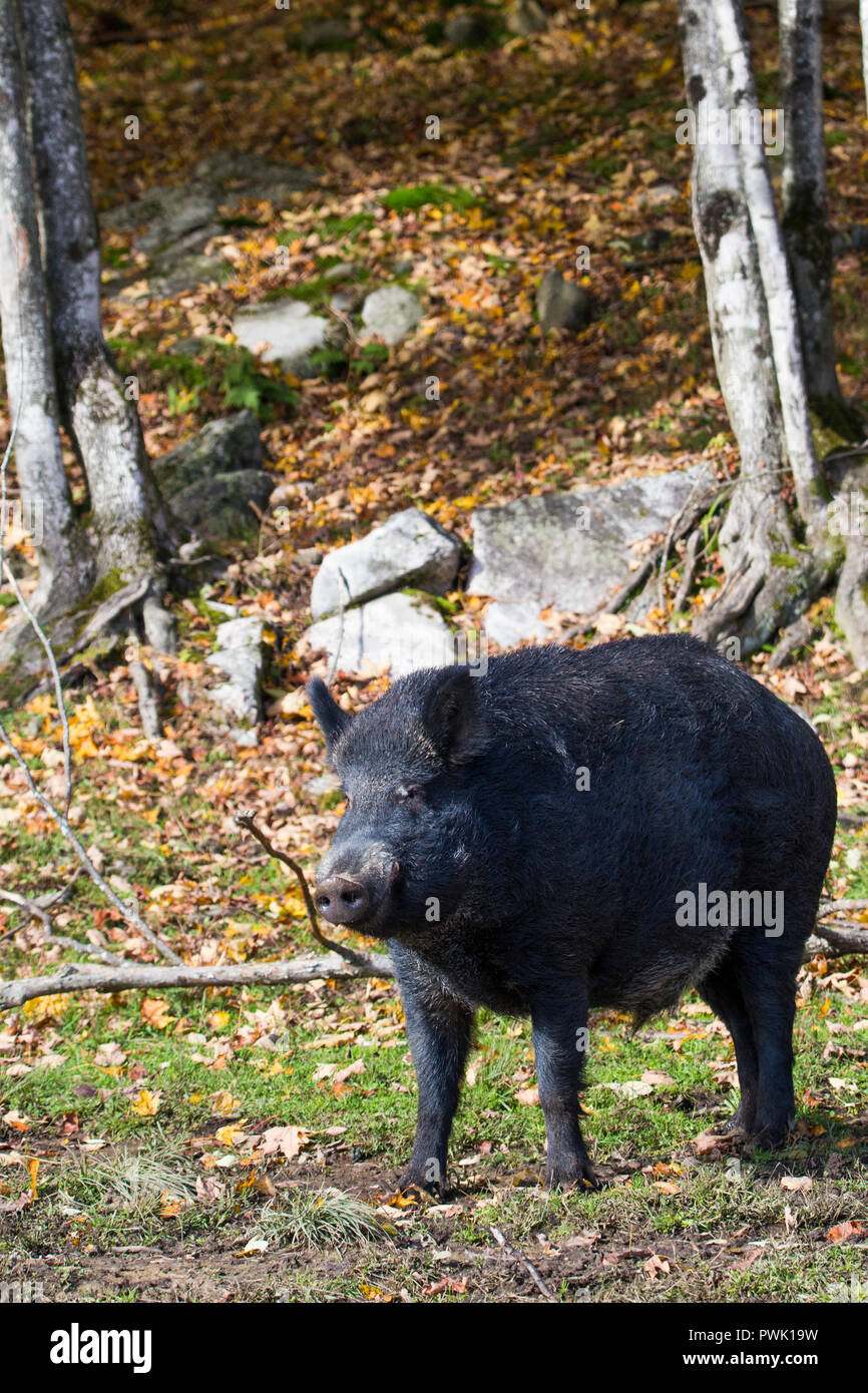Pig autumn hi-res stock photography and images - Alamy