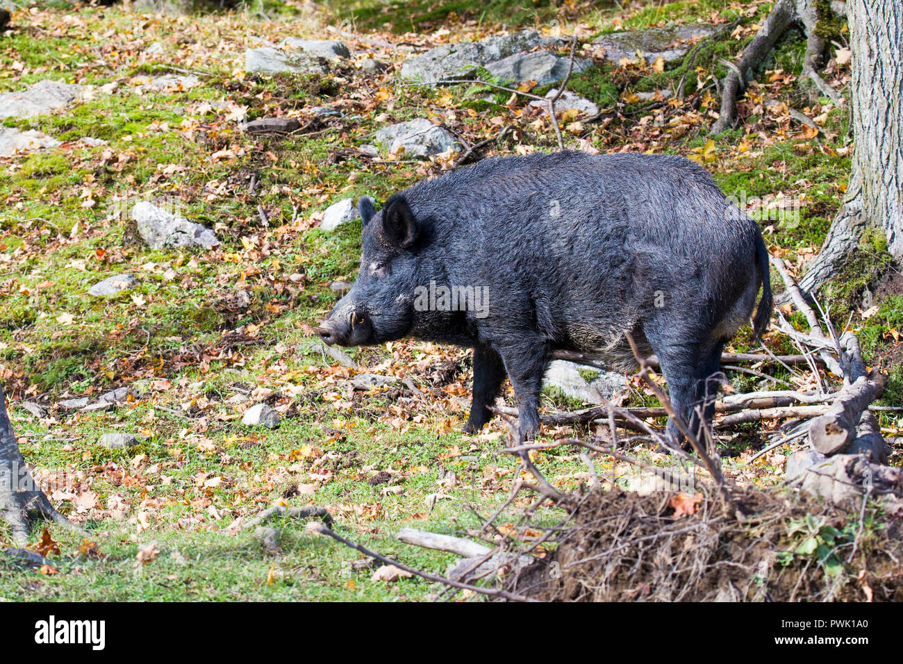 Wild boar autumn hi-res stock photography and images - Alamy