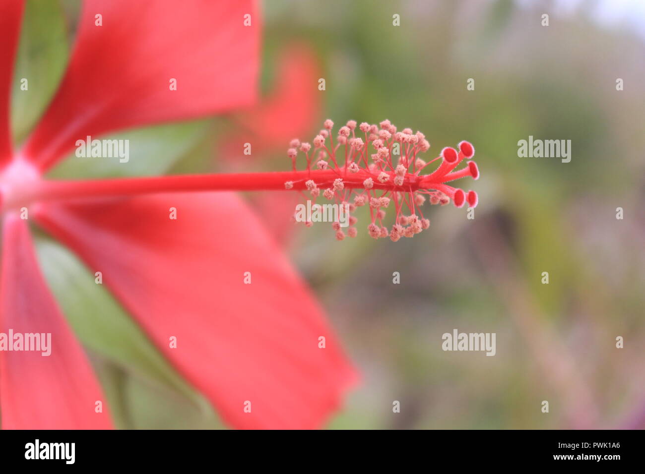 Stem of a flower Stock Photo - Alamy