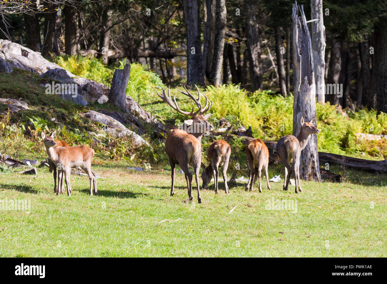 red deer in rut Stock Photo - Alamy