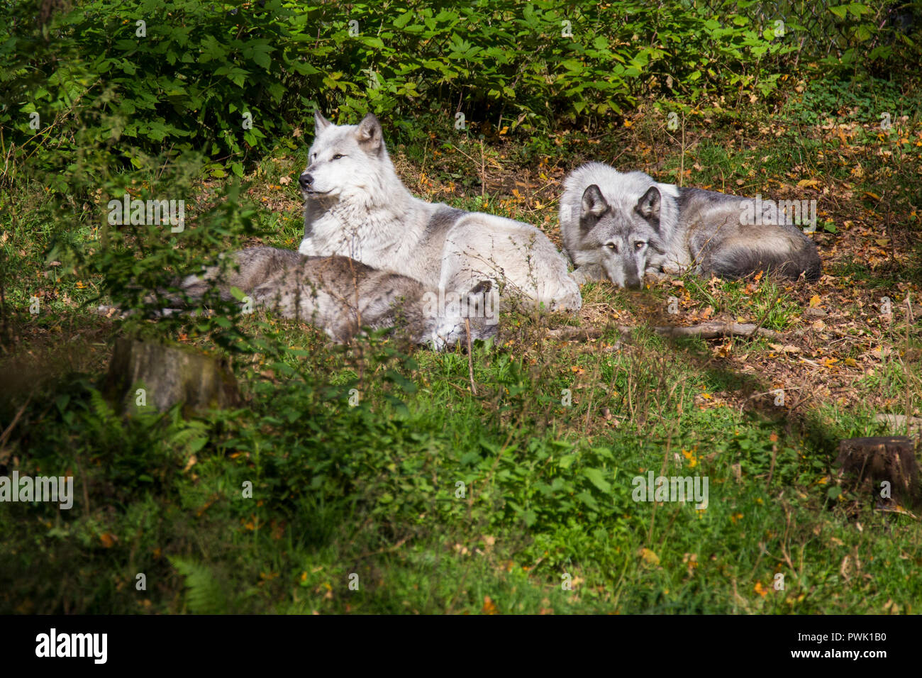 timber wolves in summer Stock Photo - Alamy
