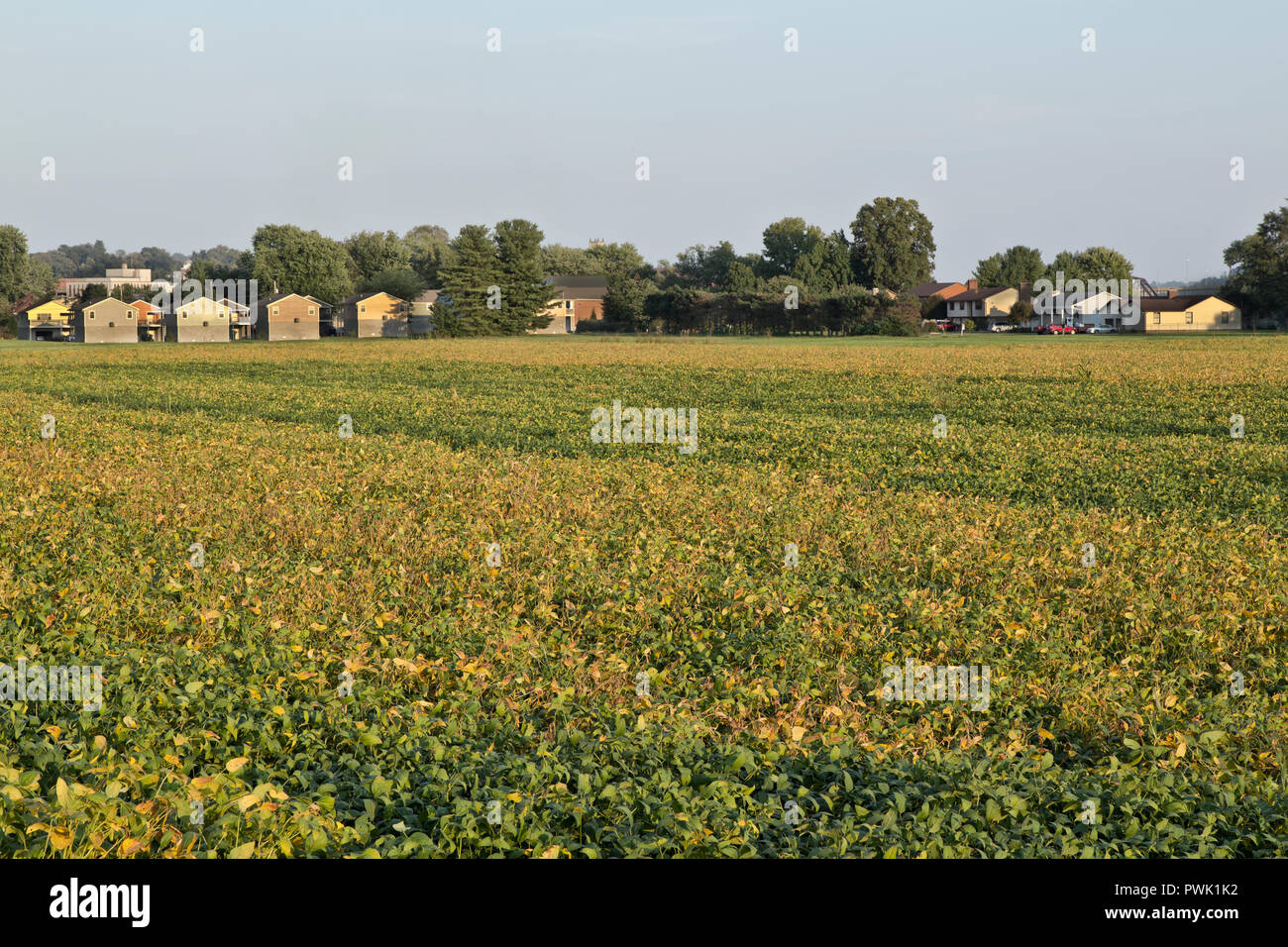 Maturing soybean field 'Glycine max', encroaching homes, bordering Ohio ...