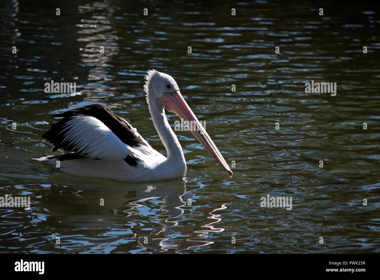 Side view of pelican hi-res stock photography and images - Alamy