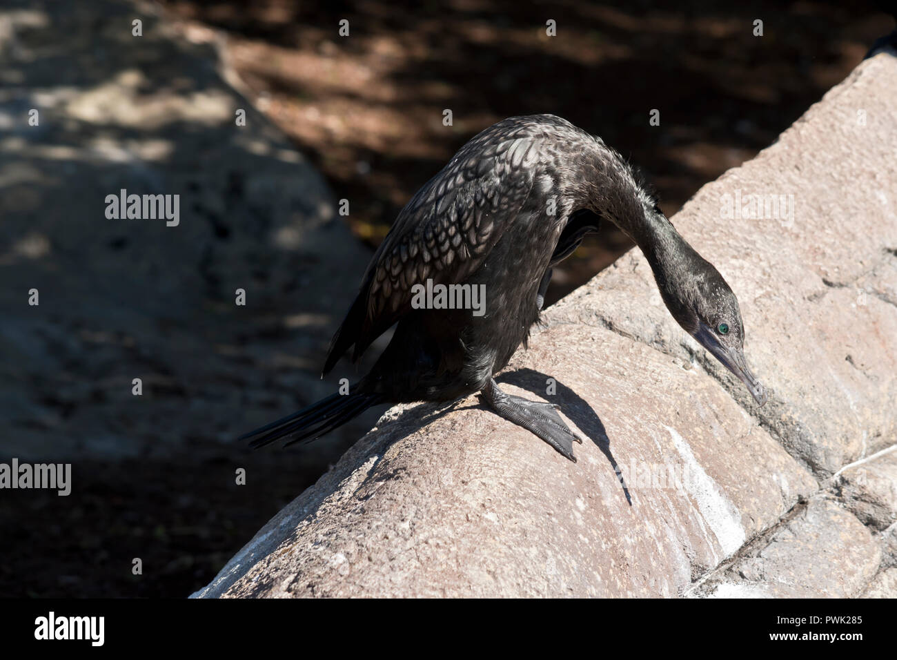 Shag bird australia hi-res stock photography and images - Alamy