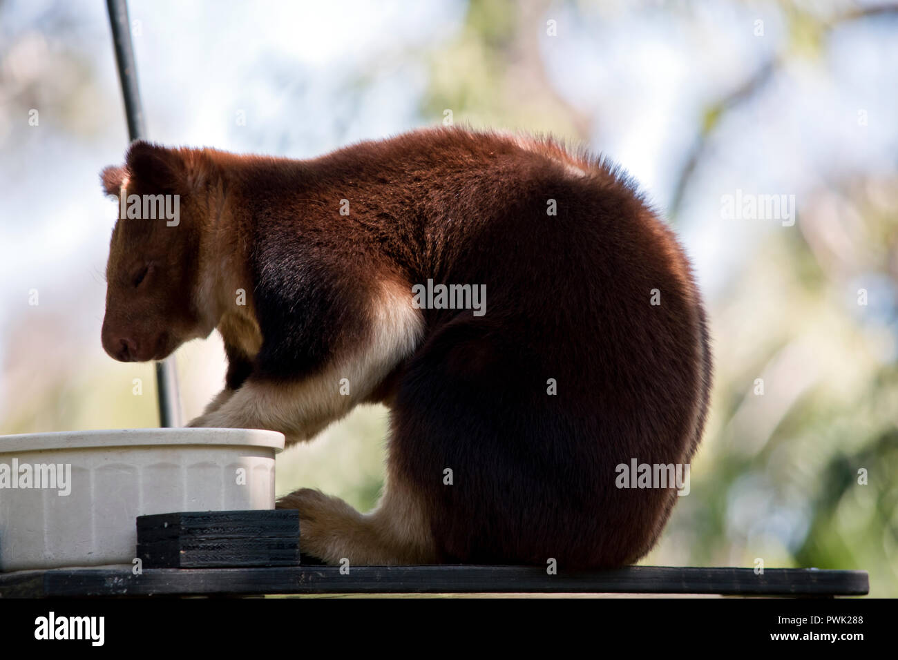this is a side view of a tree kangaroo Stock Photo - Alamy