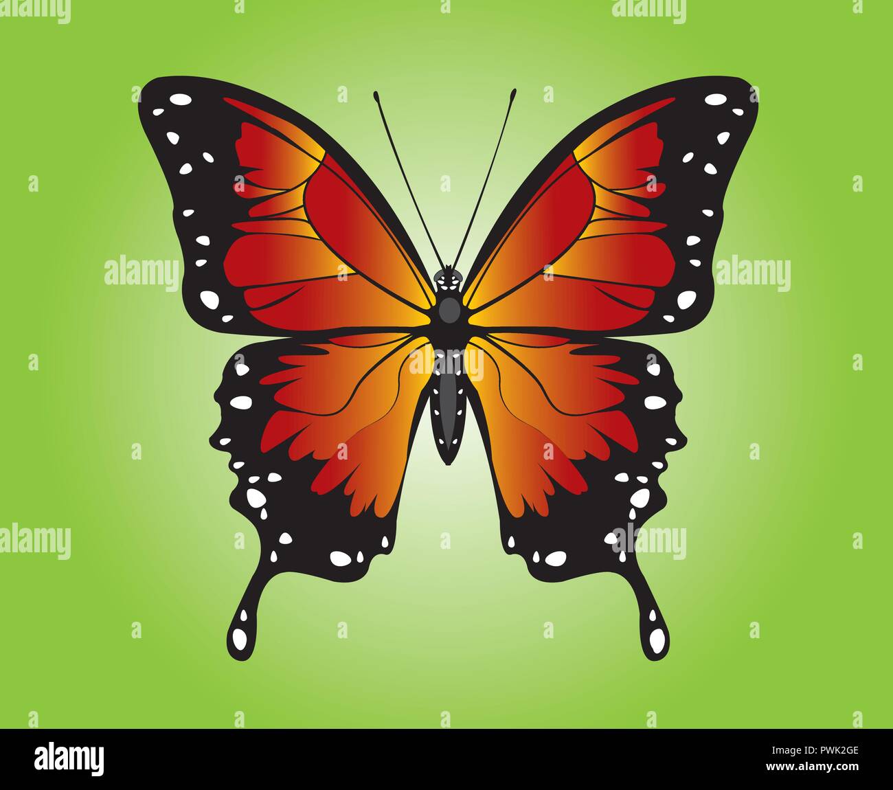 Adult stage of butterfly Stock Vector Images - Alamy