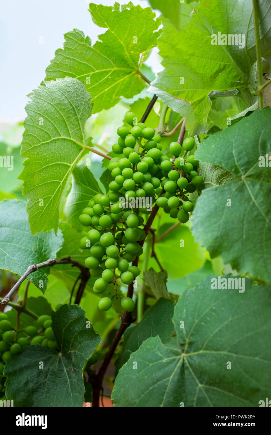 Images Of Grapes Tree