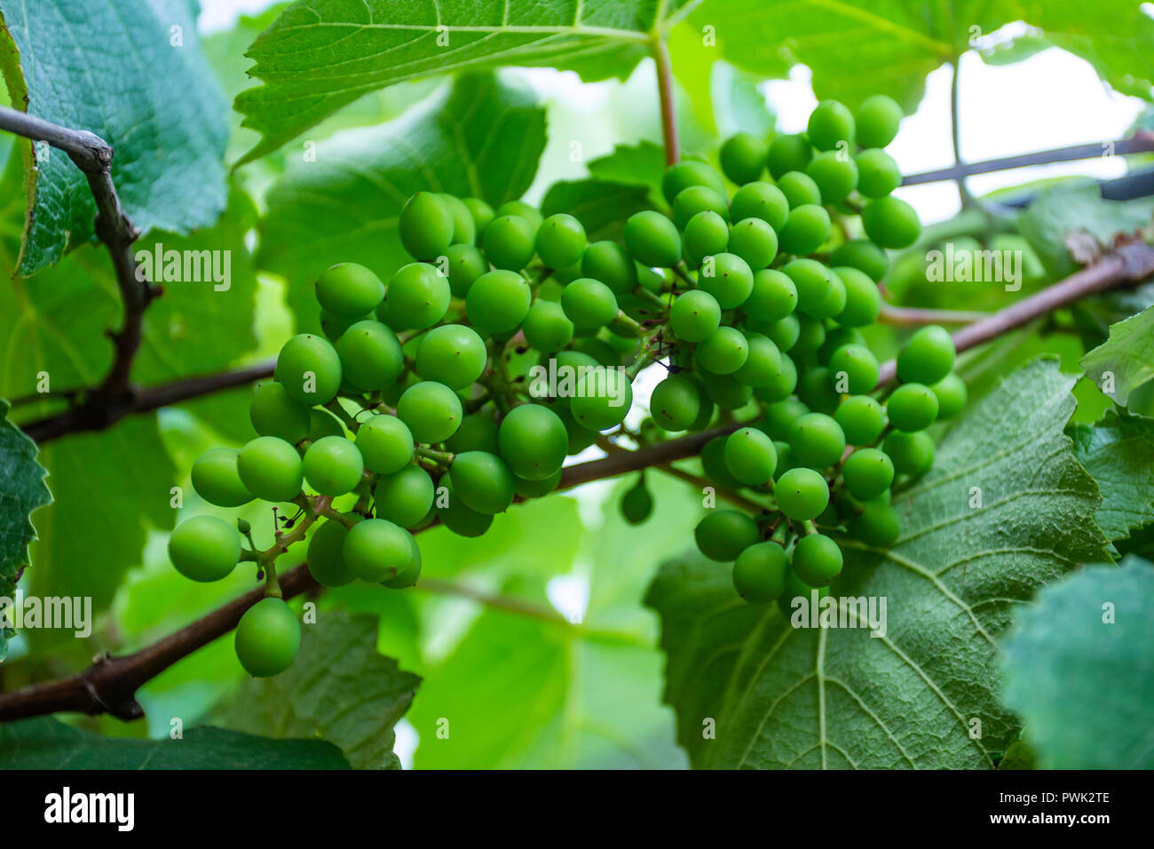 Green and young grape cluster in the tree. Green grape cluster. New ...