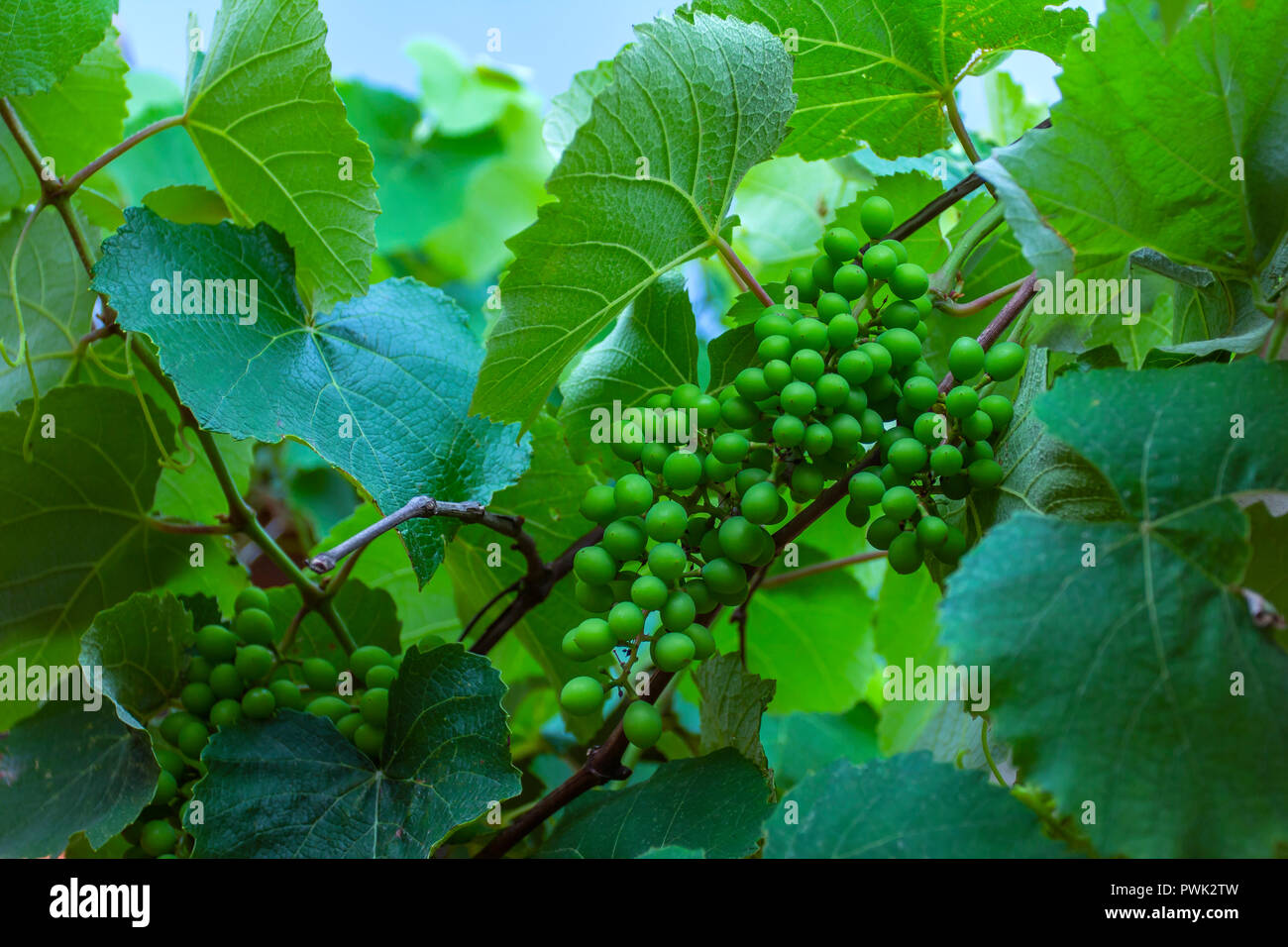 Green and young grape cluster in the tree. Green grape cluster. New ...