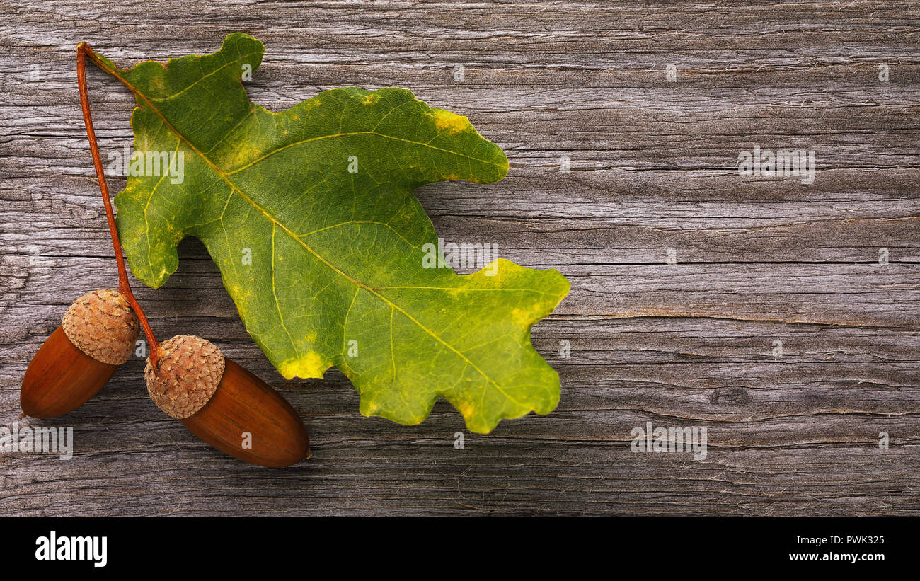 Acorn texture hi-res stock photography and images - Alamy