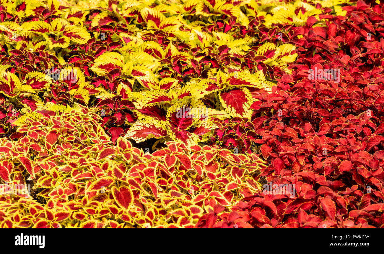 Colorful bushes with leaves in various amounts of yellow and crimson ...