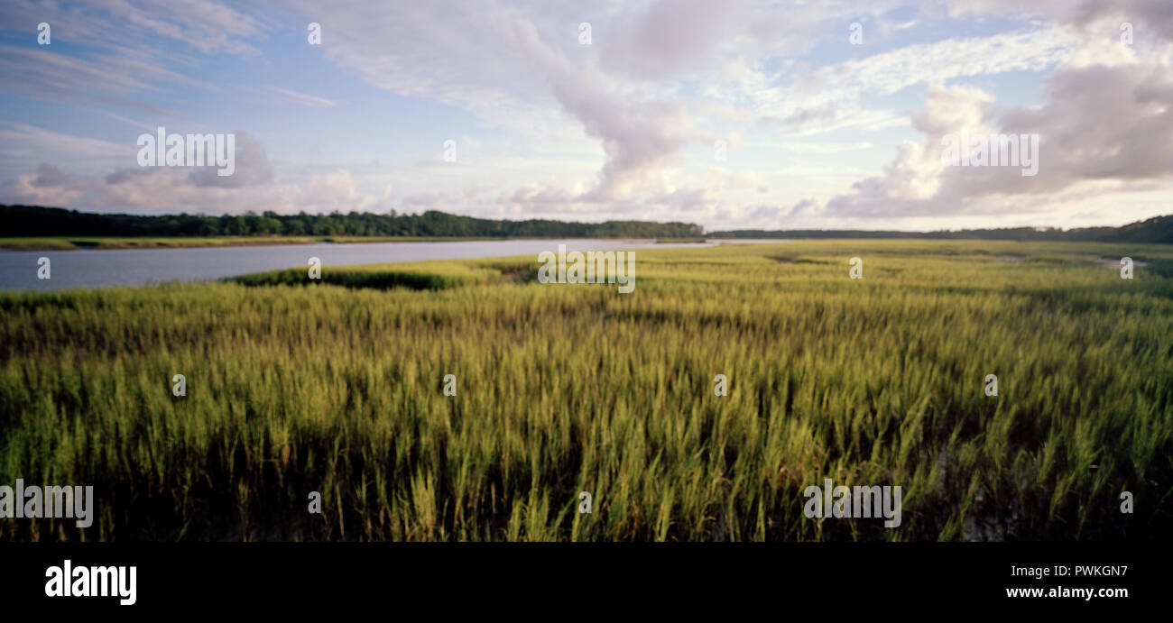 Field of reeds growing on the bank of a river in a remote landscape ...