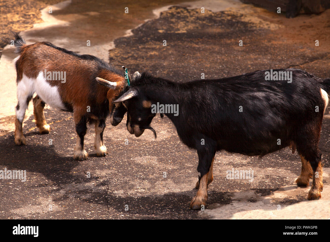Butting heads hi-res stock photography and images - Alamy