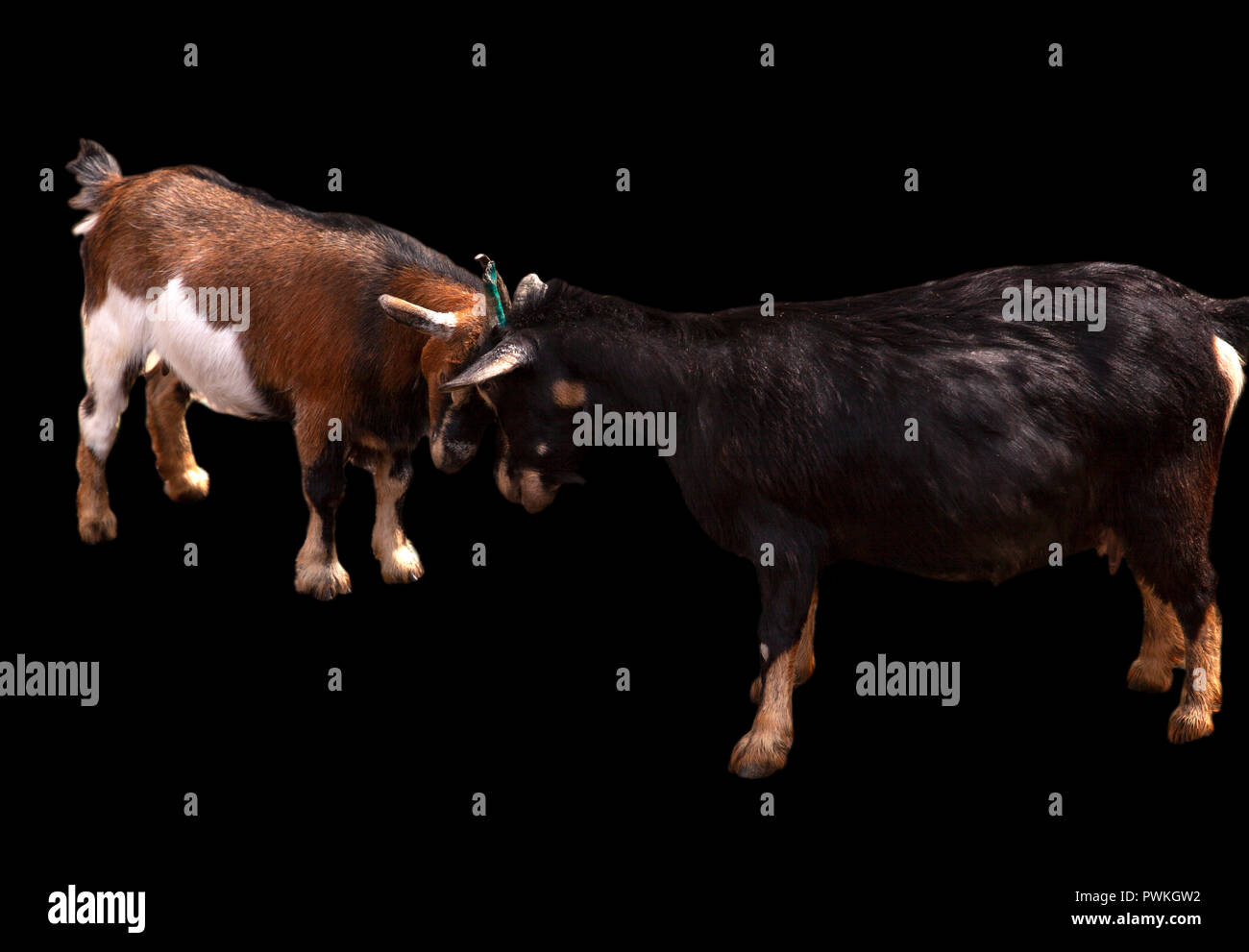 Butting heads hi-res stock photography and images - Alamy