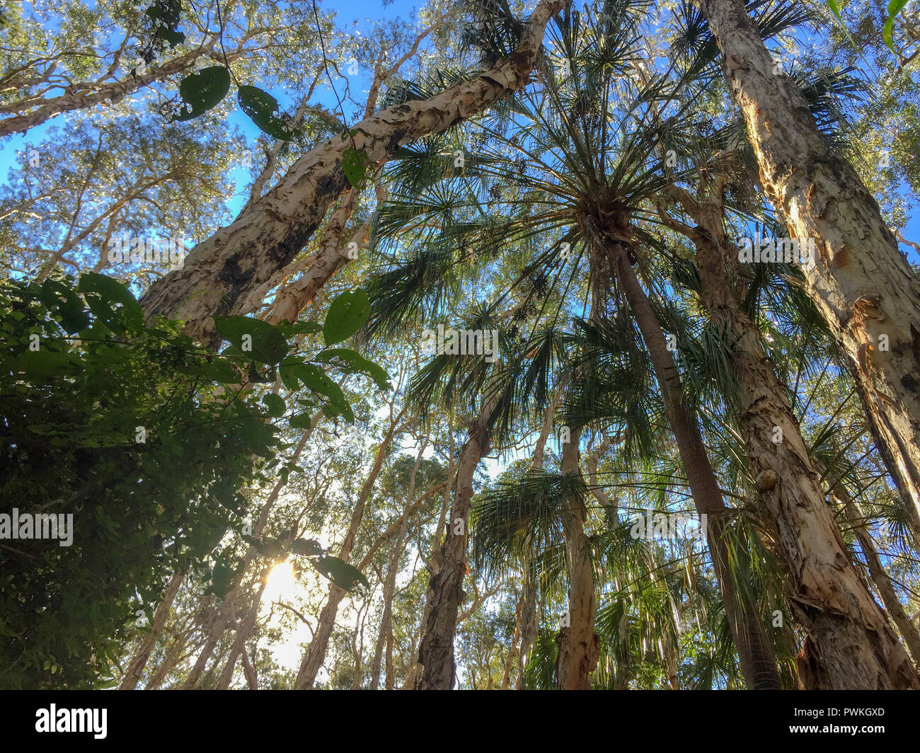 Paperbark forest with light shining through trees Stock Photo - Alamy