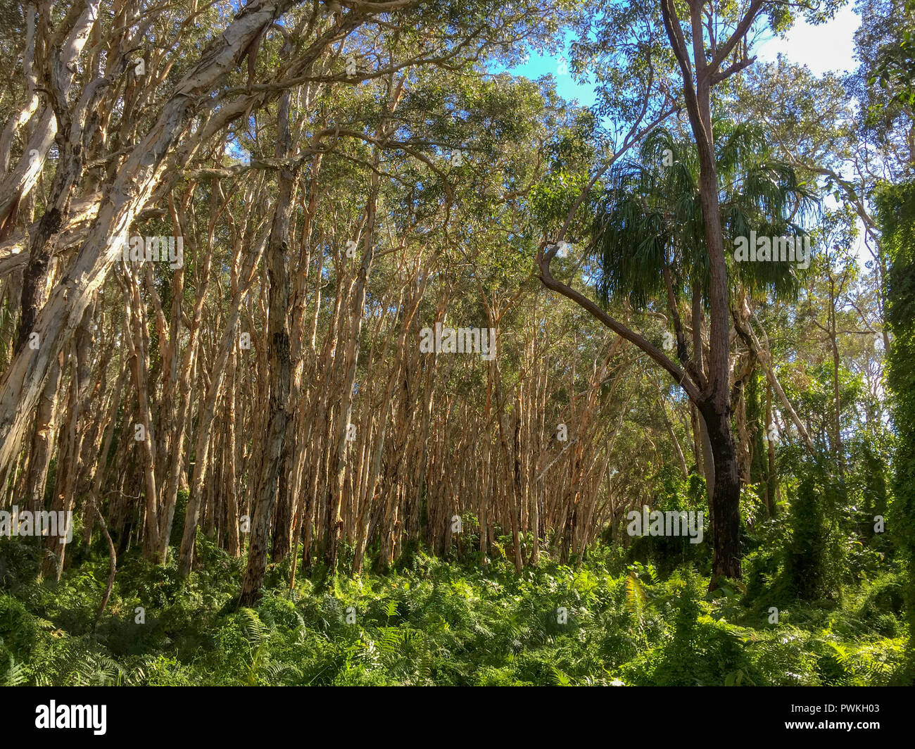 Paperbark trees in forest with undergrowth of ferns Stock Photo - Alamy