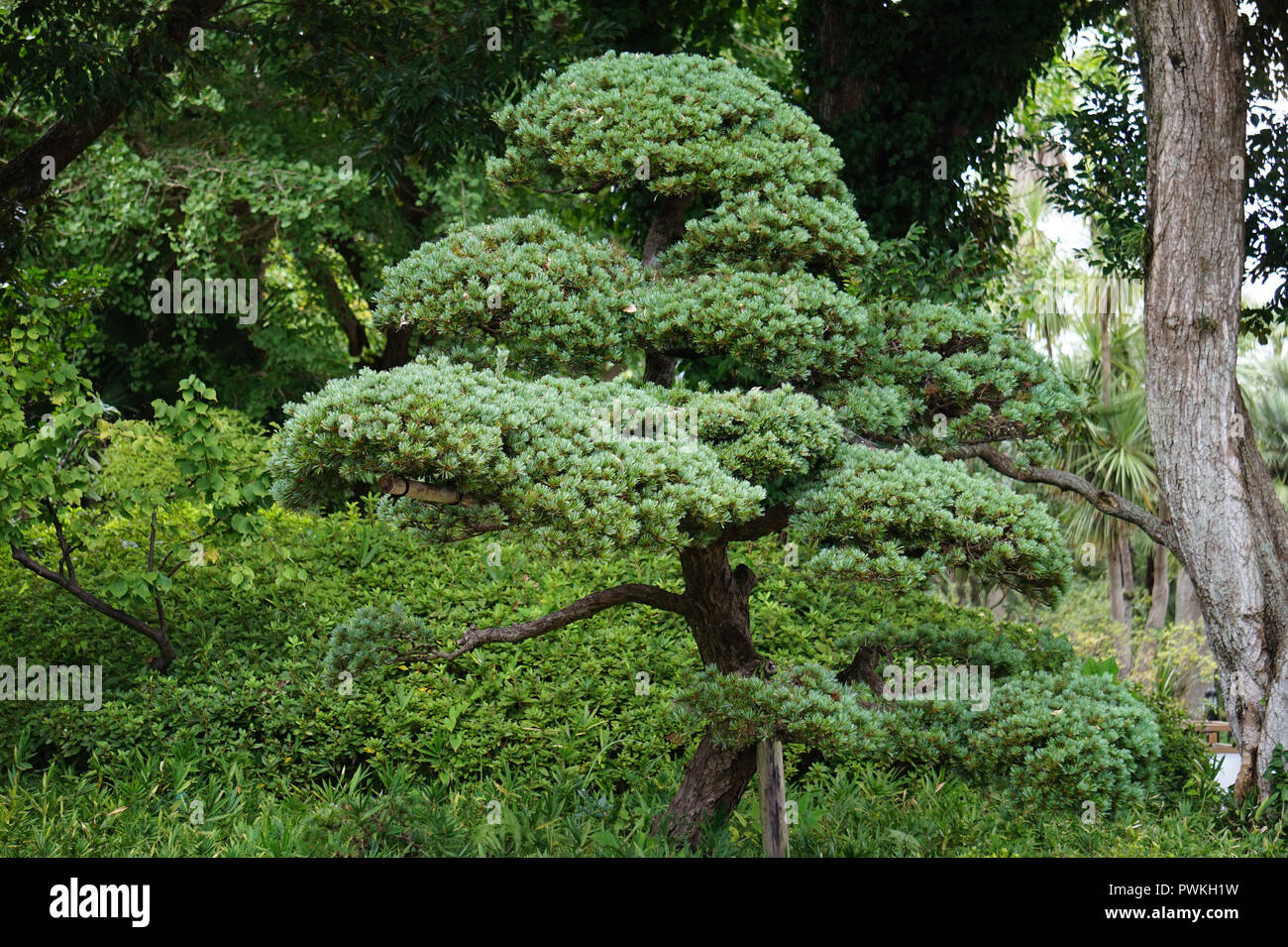 Japanese tree in garden Stock Photo - Alamy
